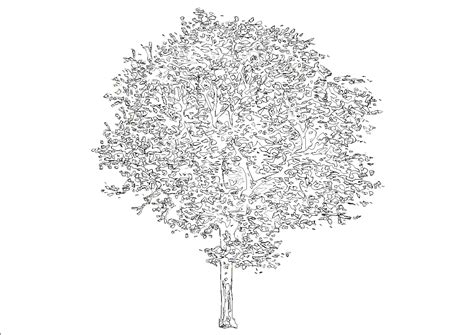 Trees In Elevation In AutoCAD Download CAD Free 1 68 MB Bibliocad