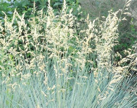 Oat Grass Pure Essence Labs