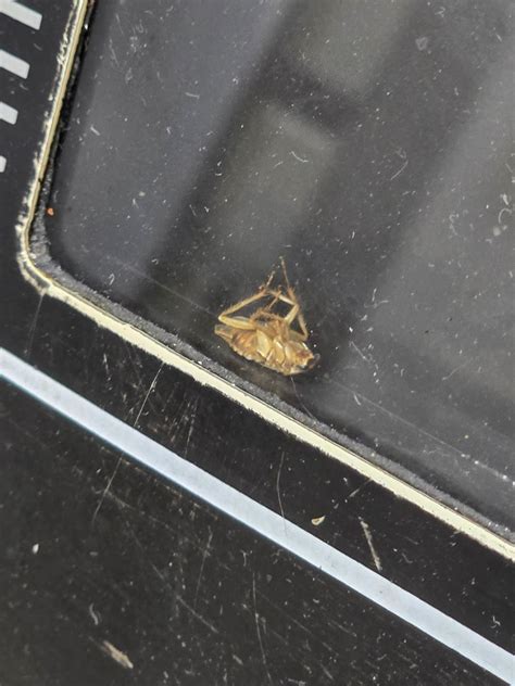 Potential Pest Problems R Pestcontrol