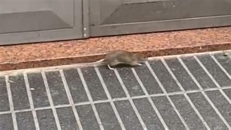 Suciedad Las Palmas De Gran Canaria Basura Acumulada Y Ratas Vecinos De Las Palmas De Gran