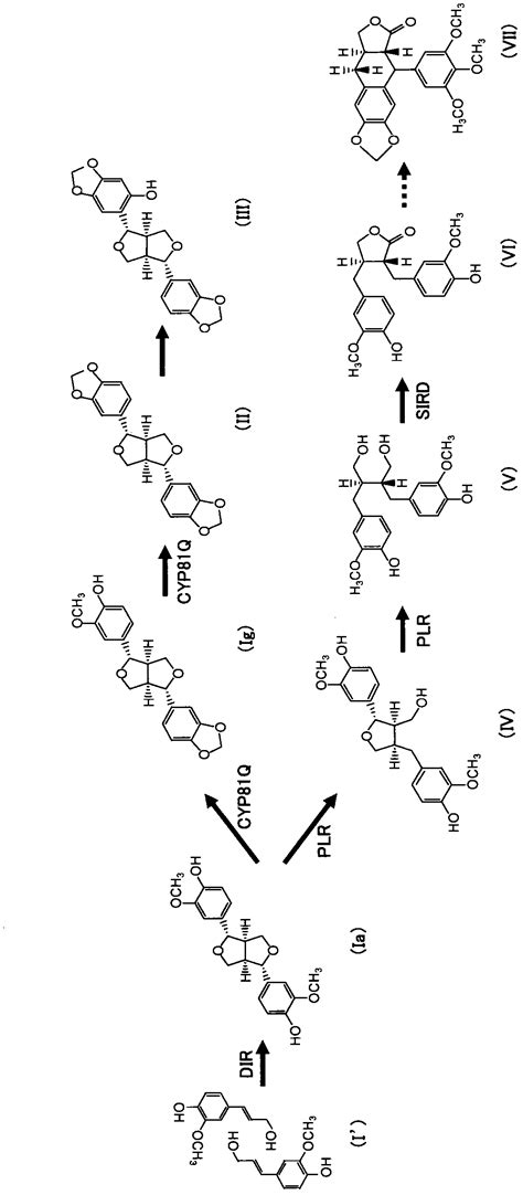 Glucosyltransferase Specific To Position 4 Of Furofuran Type Lignan