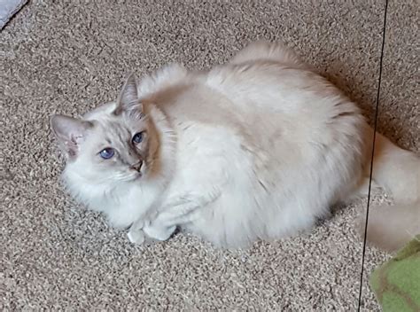 My Beloved Cat Was A Lot Like Dobby Spent Most Of Her Life In A Cage And Valued Nothing More