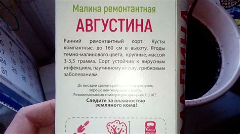 Малина Ремонтантная Августина Компактная. Старт Ап 15.04.2021 - YouTube