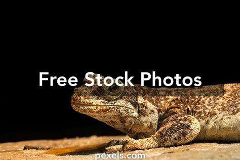 Dipsosaurus Dorsalis Photos Download The Best Free Dipsosaurus