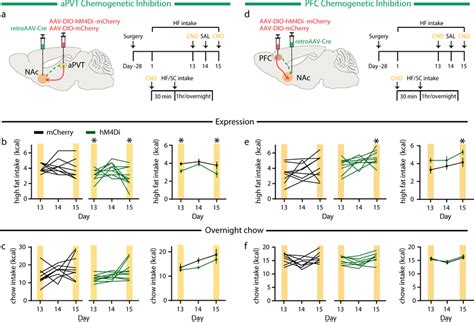 Inhibition Of Distinct Nac Projecting Neurons Selectively Regulates