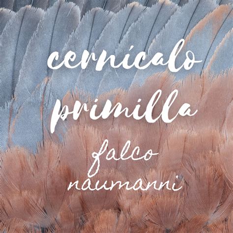 CernÍcalo Primilla · Plumarium