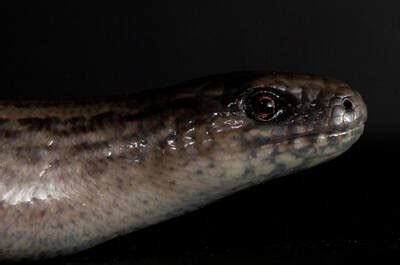 Ophisaurus Art For Sale Fine Art America