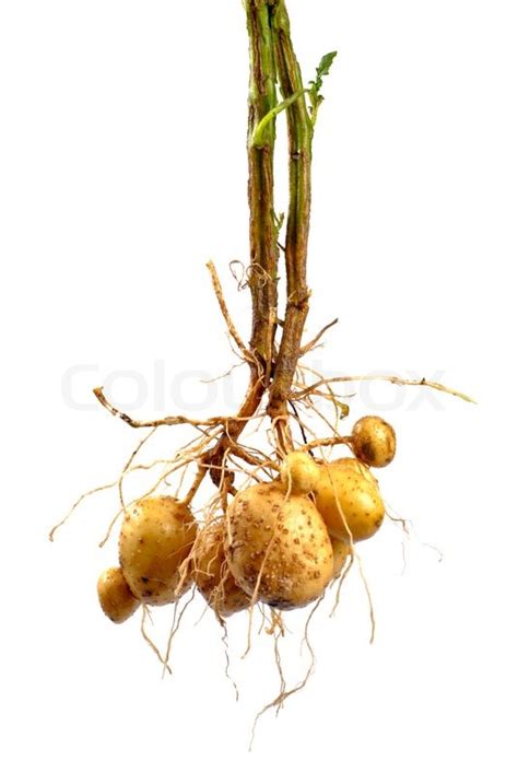 Potato With Root Close Up Isolated On Stock Image Colourbox