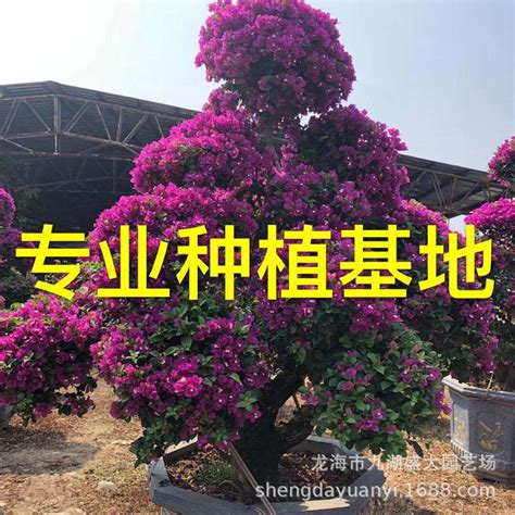 福建造型紫花三角梅盆景 多色五雀三角梅 三角梅球 批发勒杜鹃 阿里巴巴