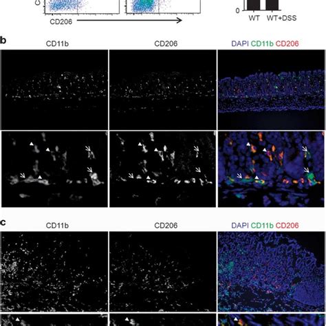 Cd206 Expression In Healthy And Inflamed Mouse Colon A Flow Download Scientific Diagram