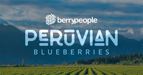 Berry People Teases Consistent Volume And Quality For Peruvian Blueberries Michael Osumi And