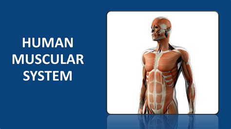 Muscular System Functions