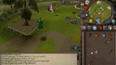 Maple Seed Osrs Everything You Need To Know For Farming Success
