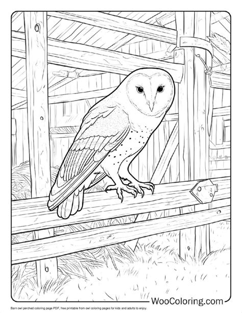 Barn Owl Colouring Sheets
