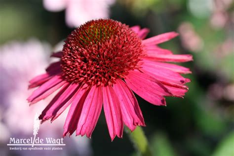 Echinacea Delicious Candy - Kwekerij van opvallende vaste planten, Ven ...