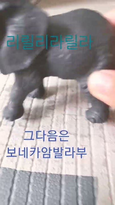 리릴리라릴라 Youtube