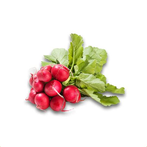 Rabano Manojo Candymar