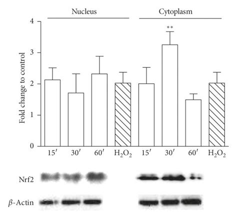 Western Blot Analysis Of Nrf2 Concentration In The Nuclear And
