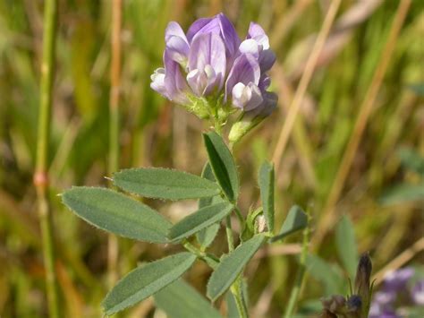 How To Plant And Harvest Alfalfa Advanced Guide Care And Expert Advice