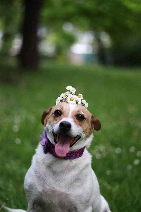 Lady Aisa Princess Of The Park Scrolller