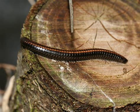 Ommatoiulus Sabulosus The Striped Millipede Aberlady Bay Flickr