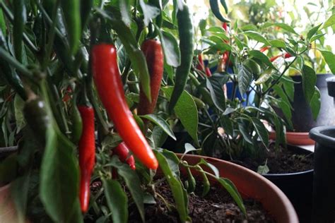 Kỹ Thuật Trồng ớt Sừng Trâu Bách Thảo