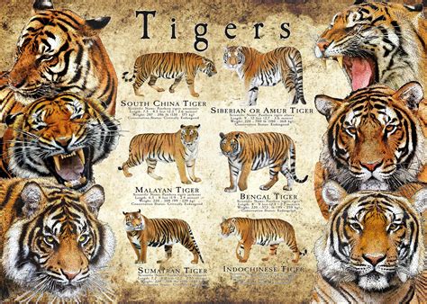 Tiger Subspecies Chart Tiger Census 2022