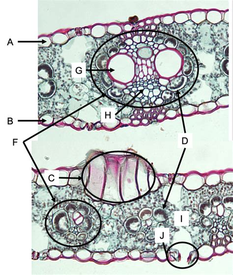 Leaves Monocot C S Zea Mays Diagram Quizlet