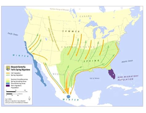 The Monarch Butterfly Migration A Species Survival ⋆ Roots And Maps