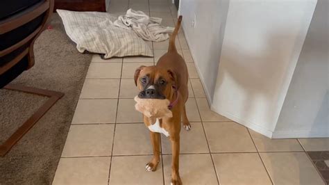 Squeaky Pacifier Toy Rboxer