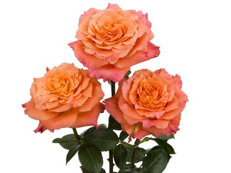 Rose Free Spirit Milva Rose Meaning Light Golden Orange Spray Rose Milva Rose Color