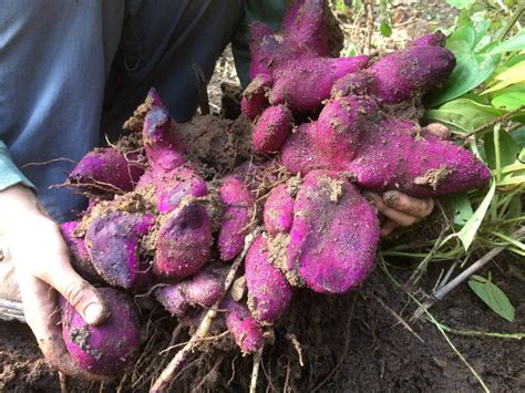 December 2019 Sustainable Market Farming
