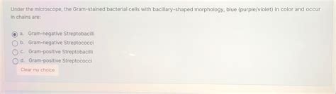 Solved Under The Microscope The Gram Stained Bacterial