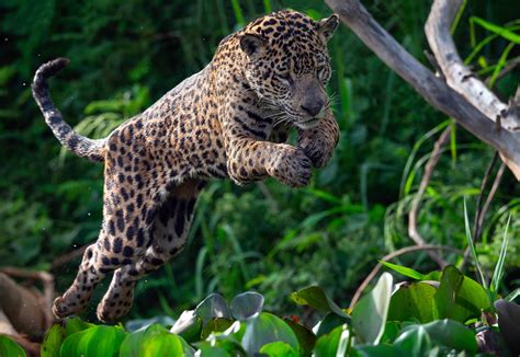 Kodkod Leopardus Guigna Chasing Wildlife