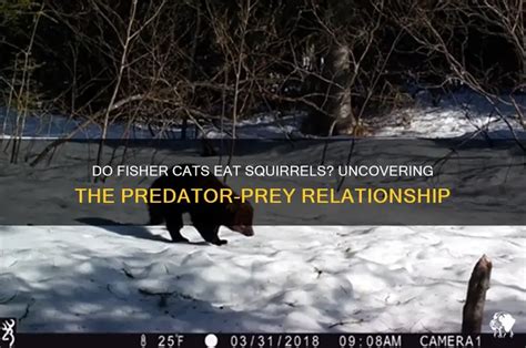 Do Fisher Cats Eat Squirrels Uncovering The Predator Prey Relationship