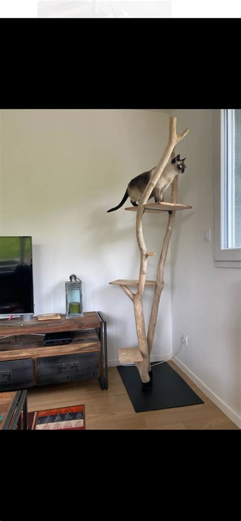 Large Driftwood Cat Tree At Mark Bateman Blog