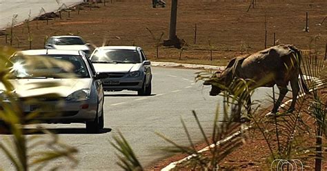 G1 Vaca E Boi Atravessam Avenida Movimentada De Goiânia Veja Vídeo