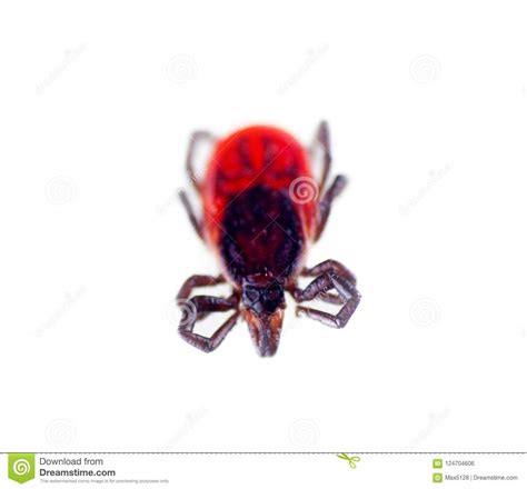 Ixodes Tick View From The Microscope Tick In The Laboratory Royalty