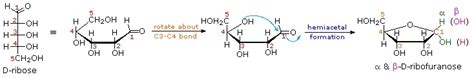 24 2 Conformations And Cyclic Forms Of Sugars Chemistry Libretexts