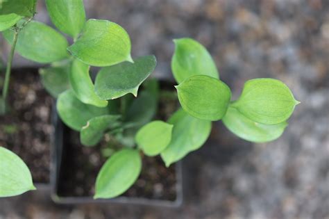 Ruscus Hypophyllum Cl 2 Cistus Nursery