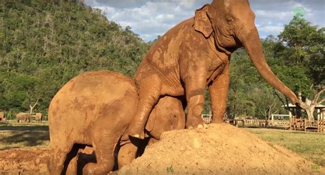 Elephant Gets Sweet Revenge By Farting On Another Elephants Head