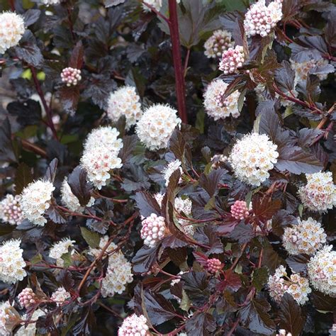 5 Plantas Vigorosas Con Una Estructura Impresionante Mis Plantas