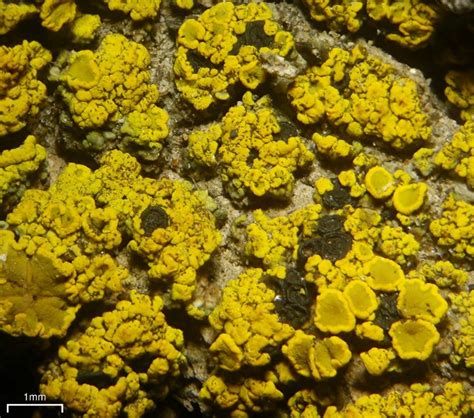 Ways Of Enlichenment Lichens Of North America