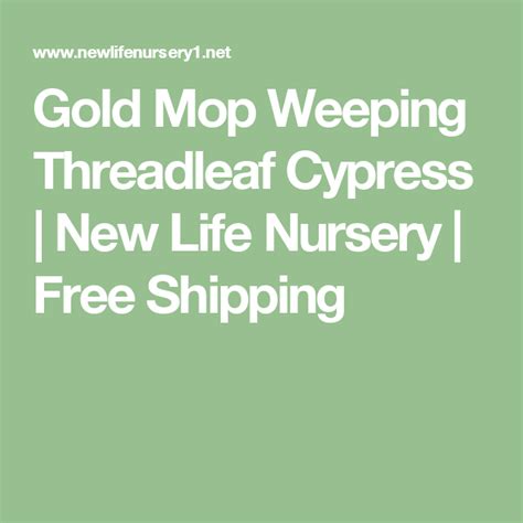 Gold Mop Weeping Threadleaf Cypress New Life Nursery Free Shipping