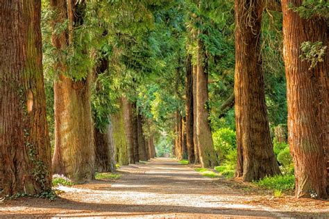 Tree Spacing Calculator Calculate Trees Per Acre Fasalbachao Com