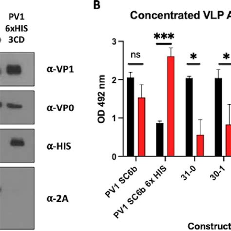 Characterization Of Protease Dependent And Protease Independent Pv 1