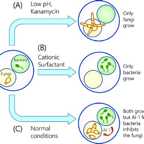 Overview Of This Paper We Synthesize Multi Compartment Capsules Mccs Download Scientific