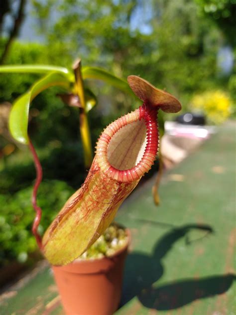 Nepenthes Ventricosa X Hamata