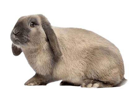 Holland Lop Rabbits