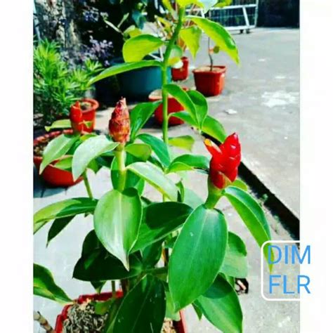 Jual Tanaman Pacing Pentul Shopee Indonesia